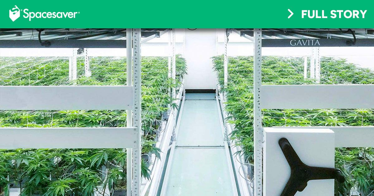 Triple Cannabis Canopy with Vertical Grow Rack Systems